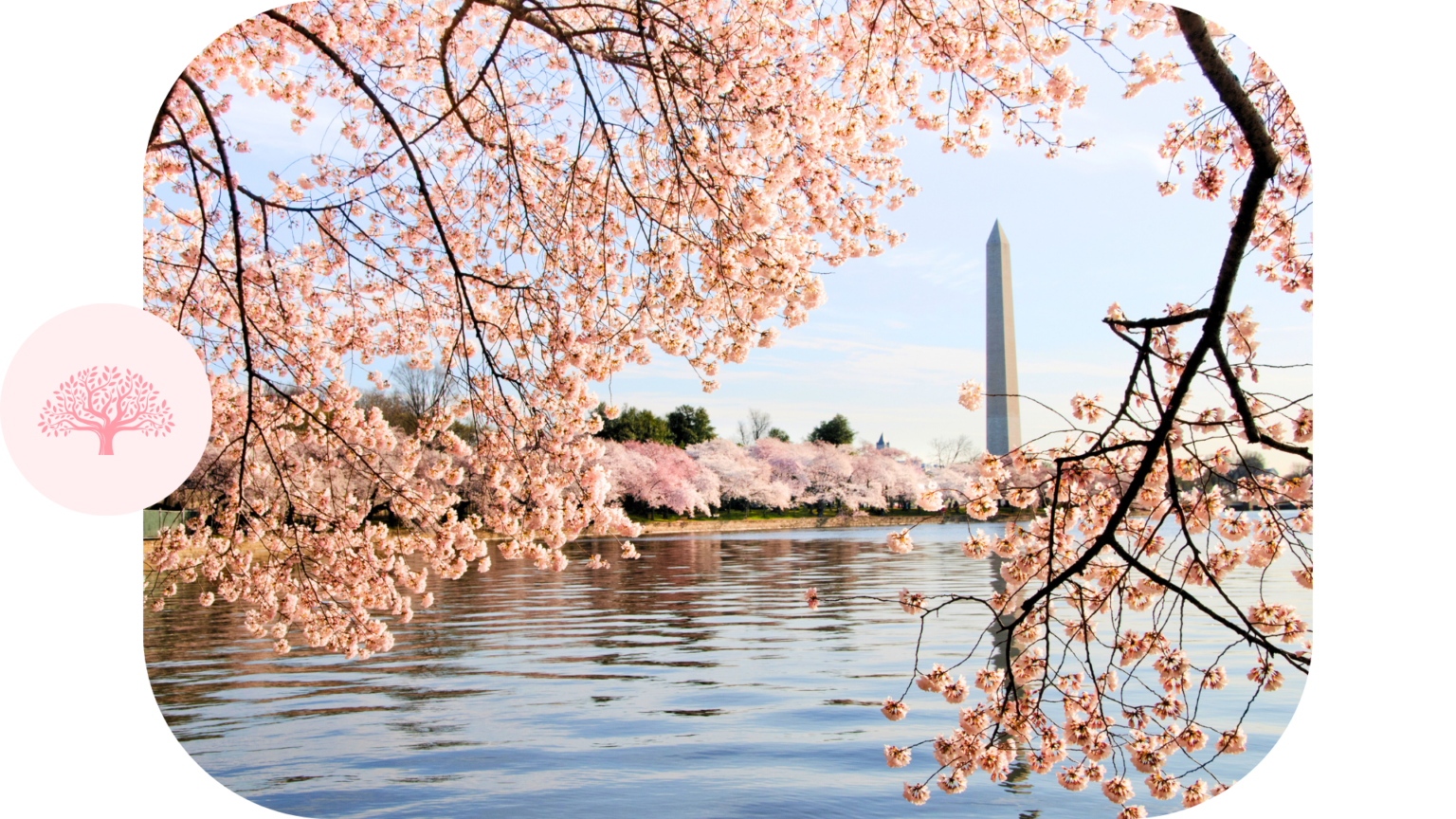 Trees for the Capital – Rotary Foundation of Washington DC